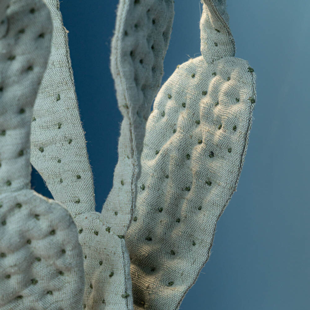 Large Opuntia cactus – Fox&Pigeon
