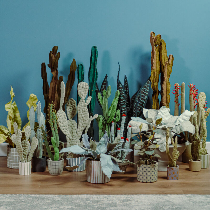 Large Opuntia cactus – Fox&Pigeon