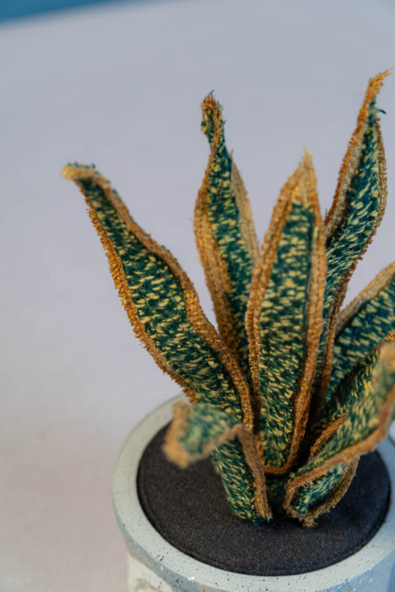 Small Snake Plant – Fox&Pigeon