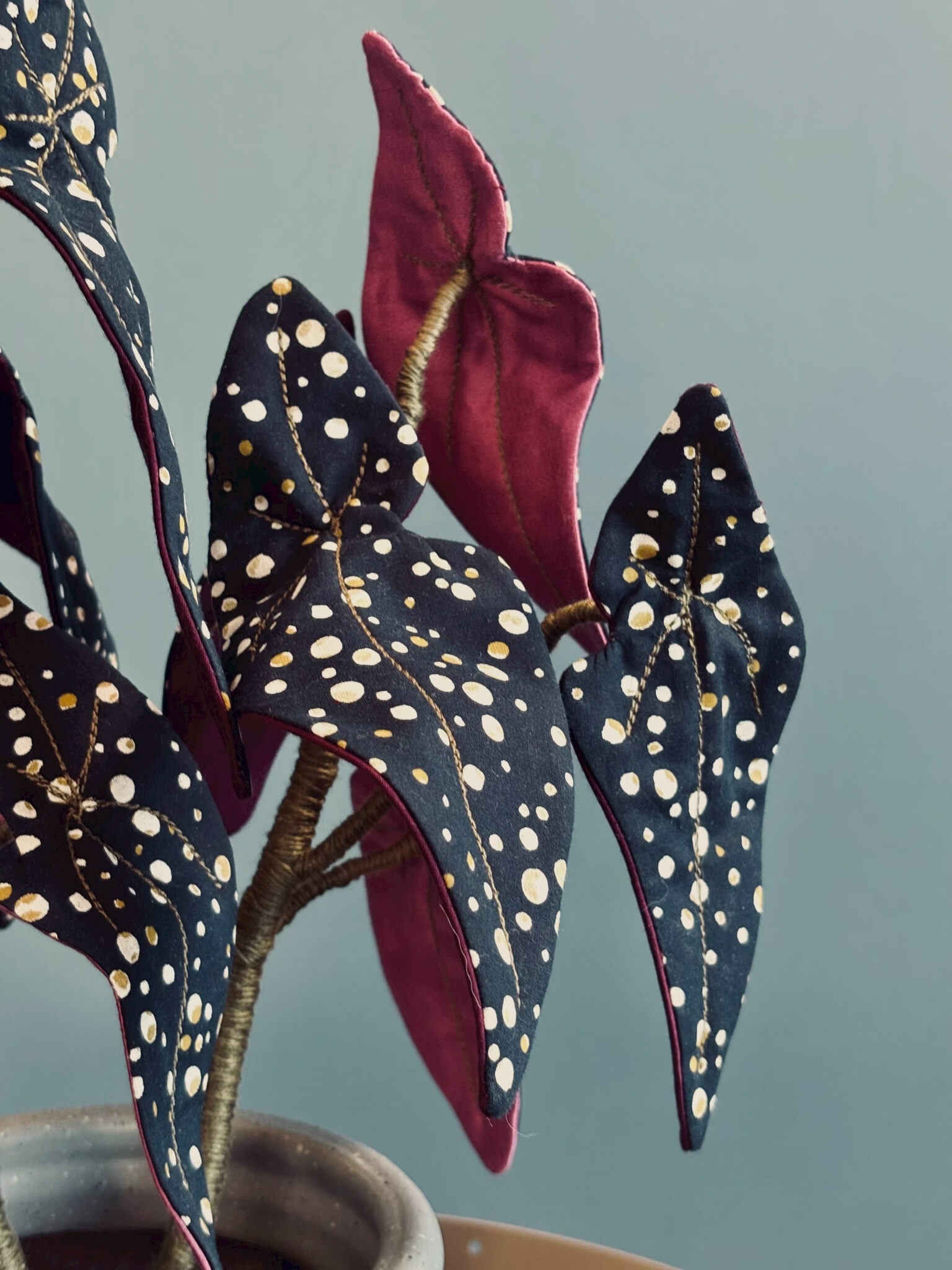 Begonia Maculata – Fox&Pigeon