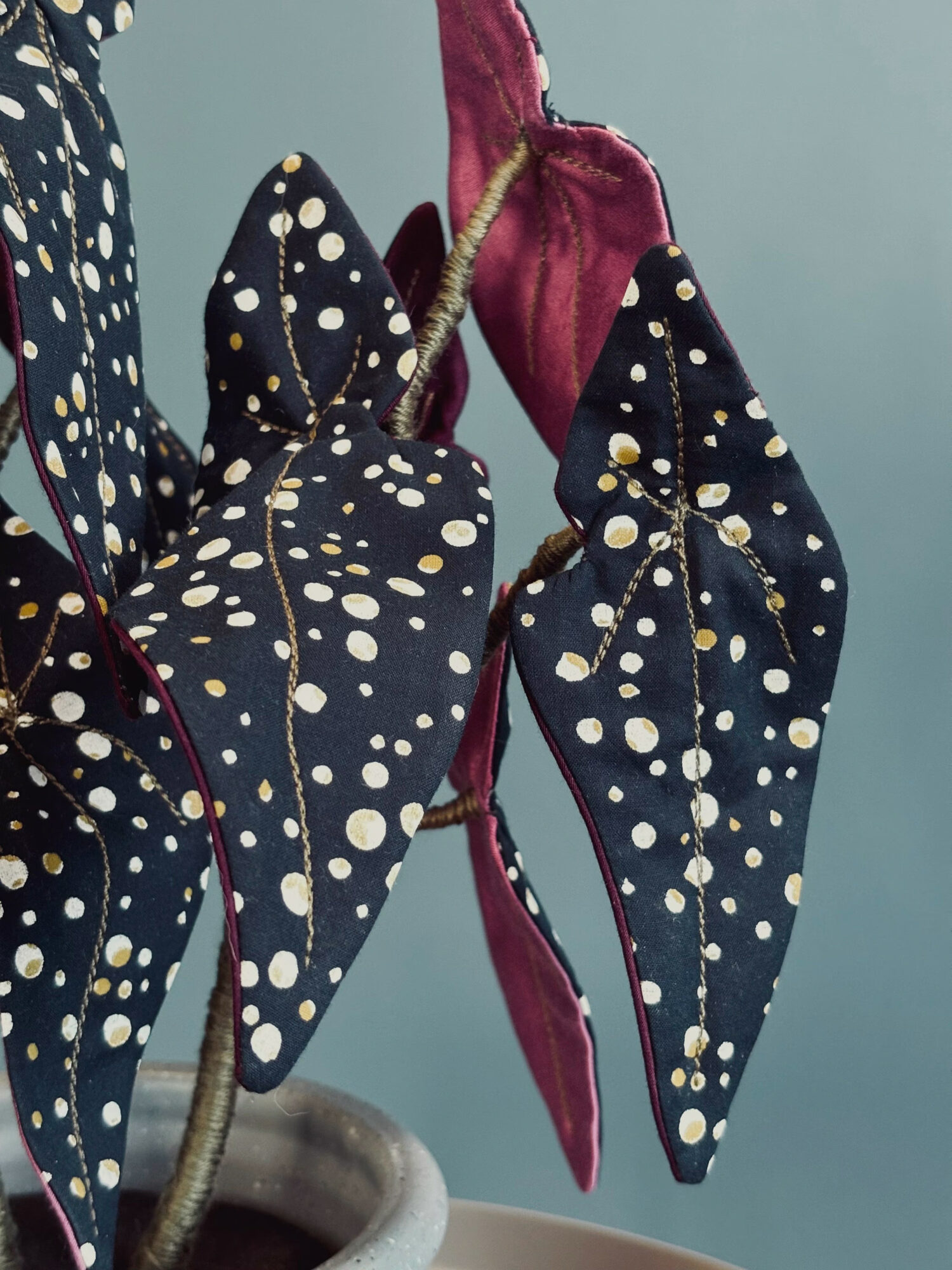 Begonia Maculata – Fox&Pigeon